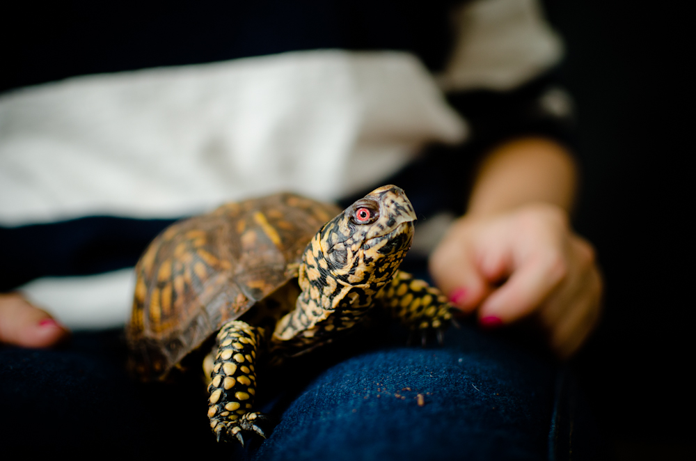Pets and their people: Reesa Atnikov – Spectator Tribune